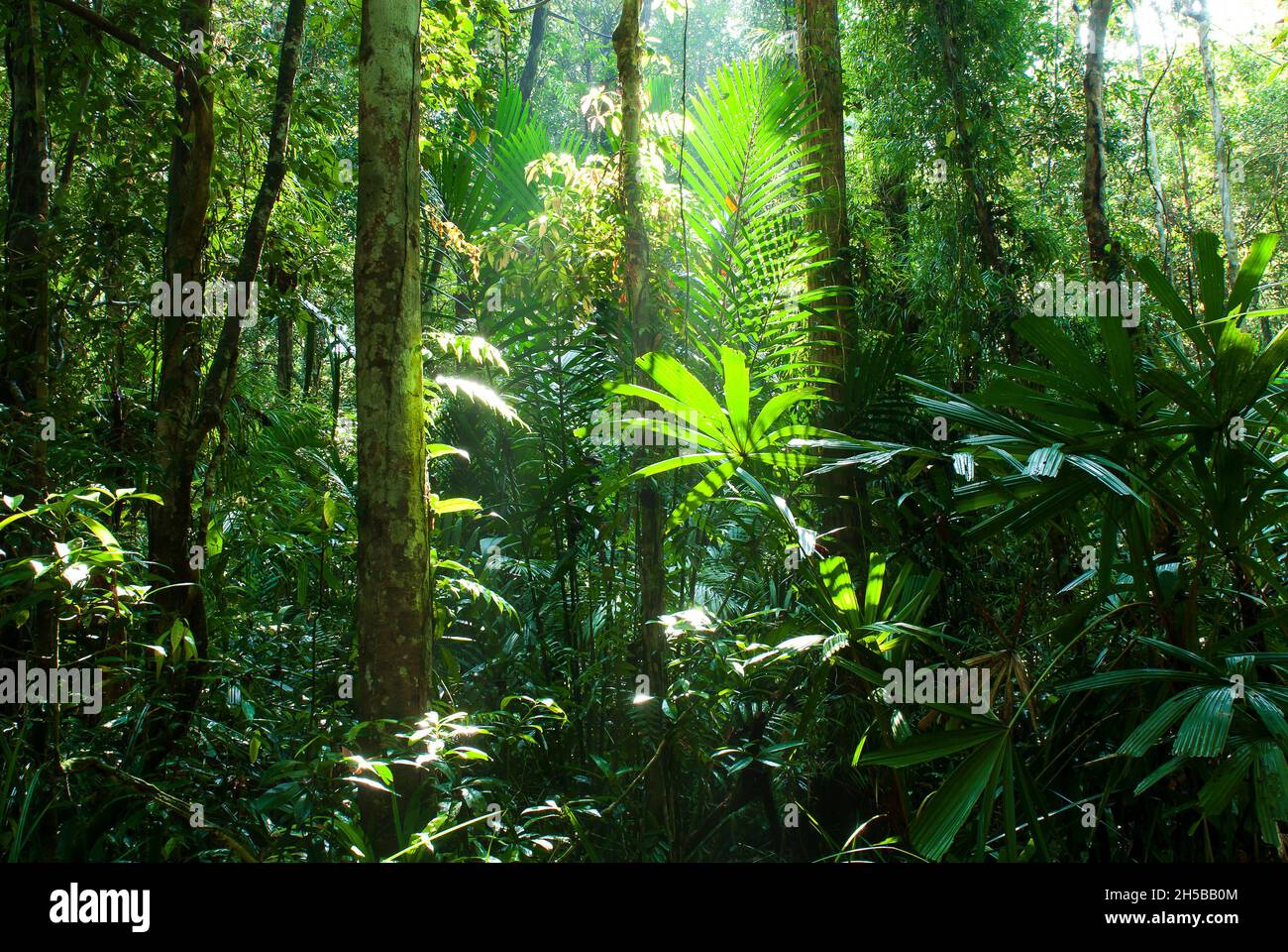 Landscape of pure tropical rainforest at sunrise, green foliage and ...
