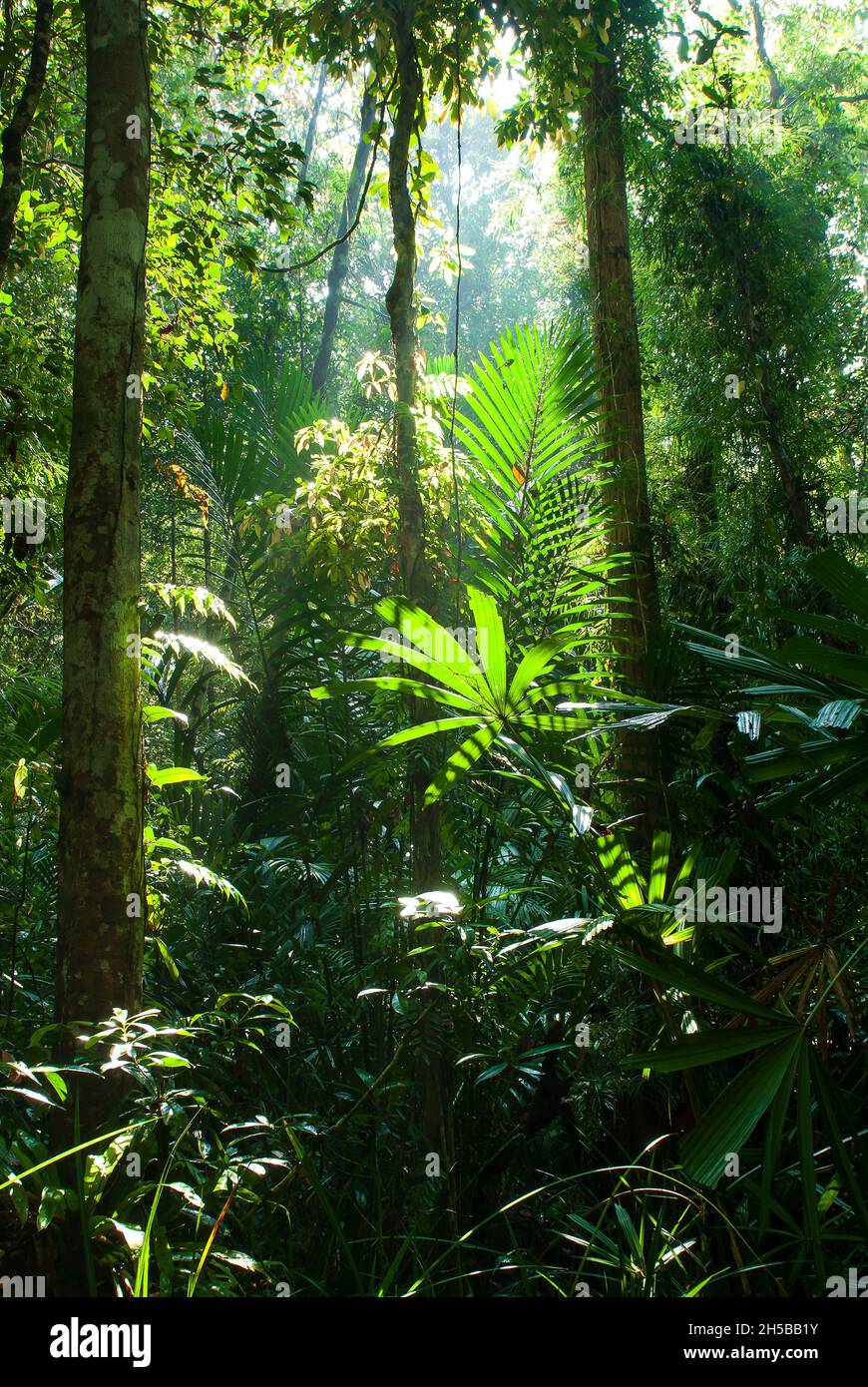 Tropical rainforest weather hi-res stock photography and images - Alamy