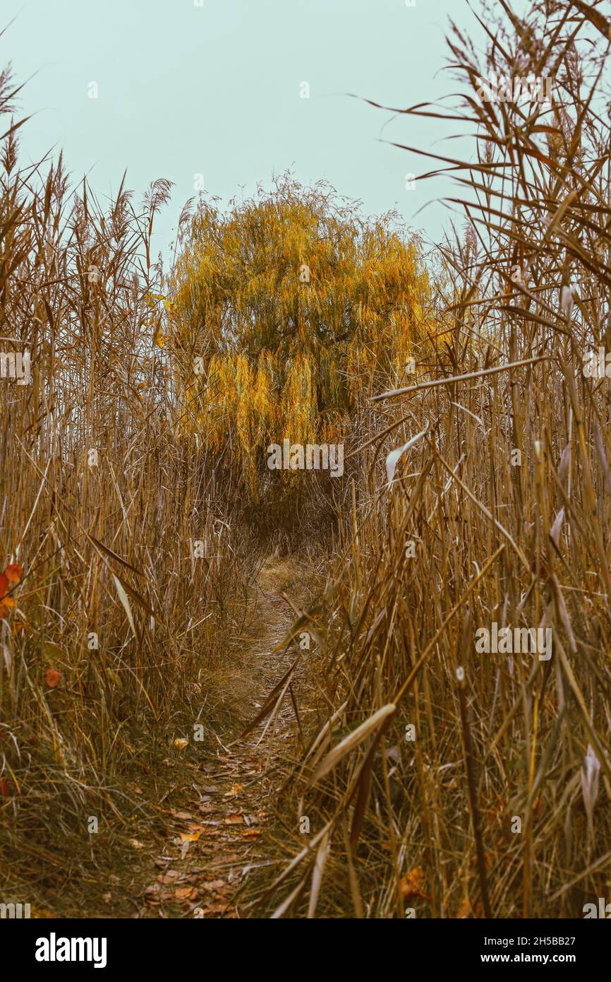 Image of an autumn path to a yellow tree through the reeds in the ...