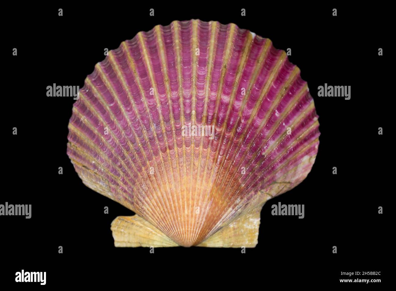 Pecten jacobaeus hi-res stock photography and images - Alamy
