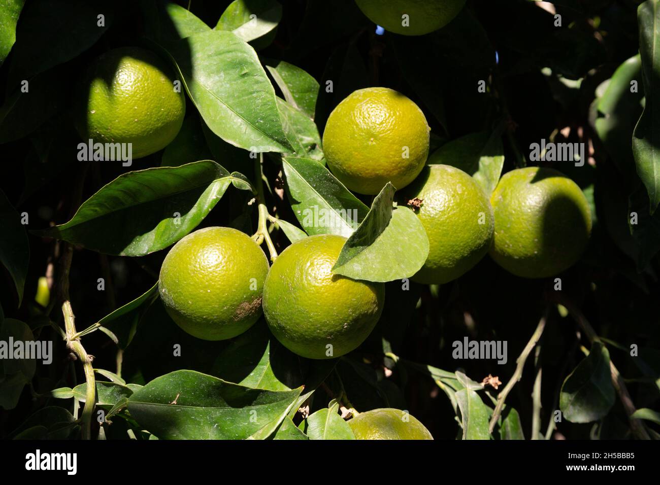 Bitter orange (Turunç) that has not yet turned yellow. Resembles an ...
