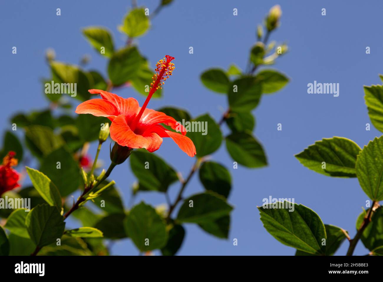 Japanese Rose flower with large and red leaves. The Japanese rose, also ...