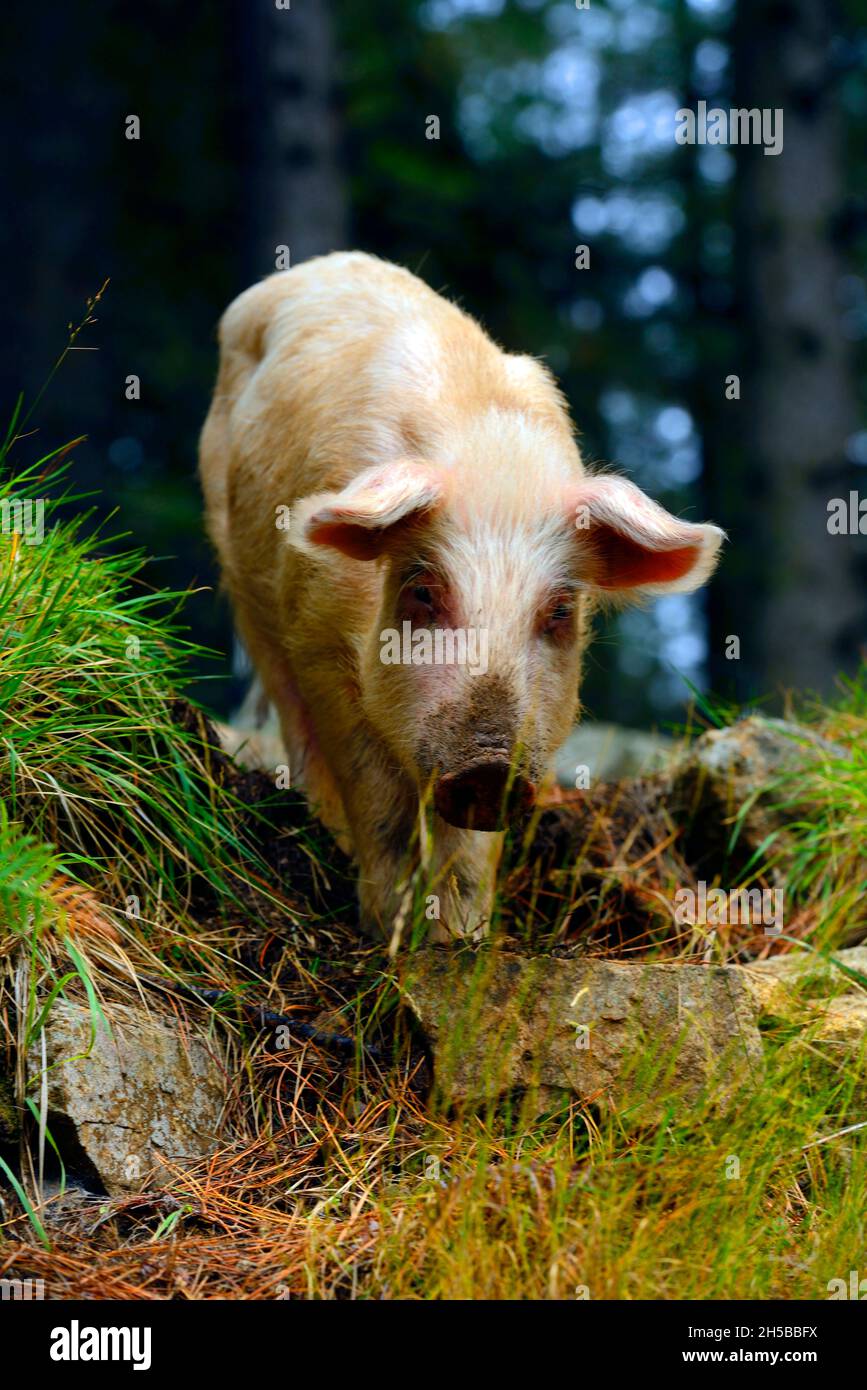Corsica pigs hi-res stock photography and images - Alamy