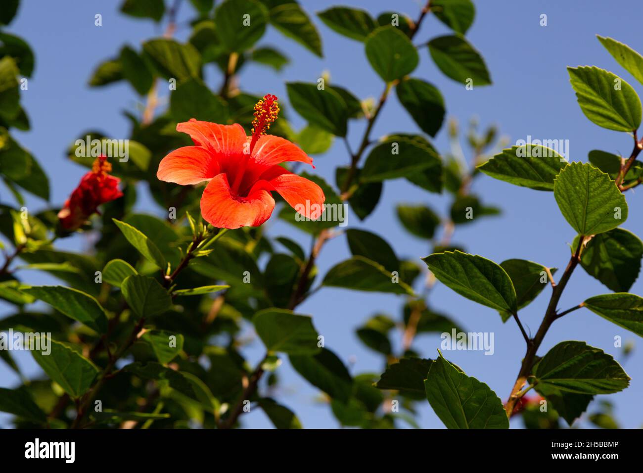 Japanese Rose flower with large and red leaves. The Japanese rose, also ...