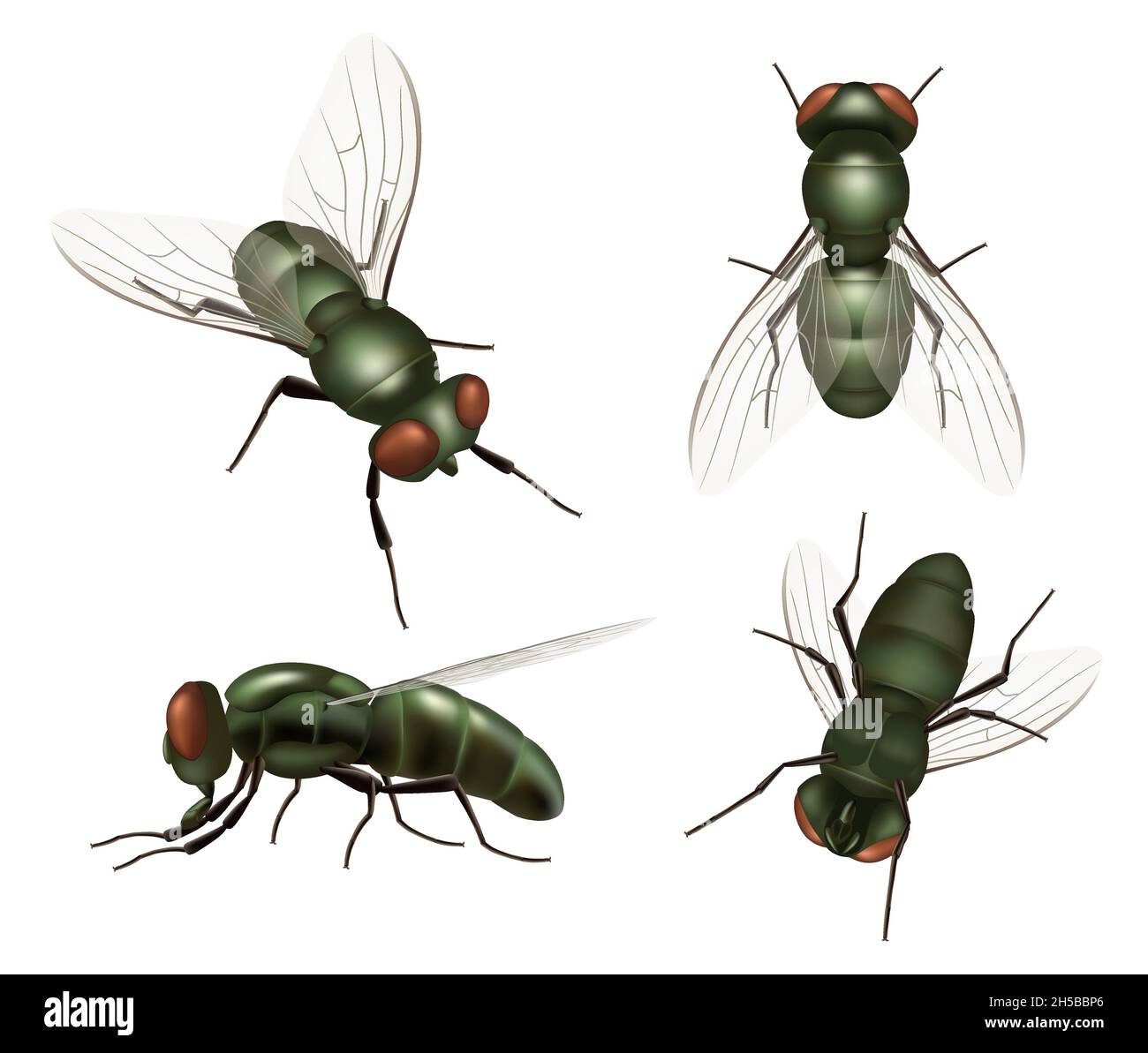 Fly insect. Realistic house bugs and mosquito decent vector ...
