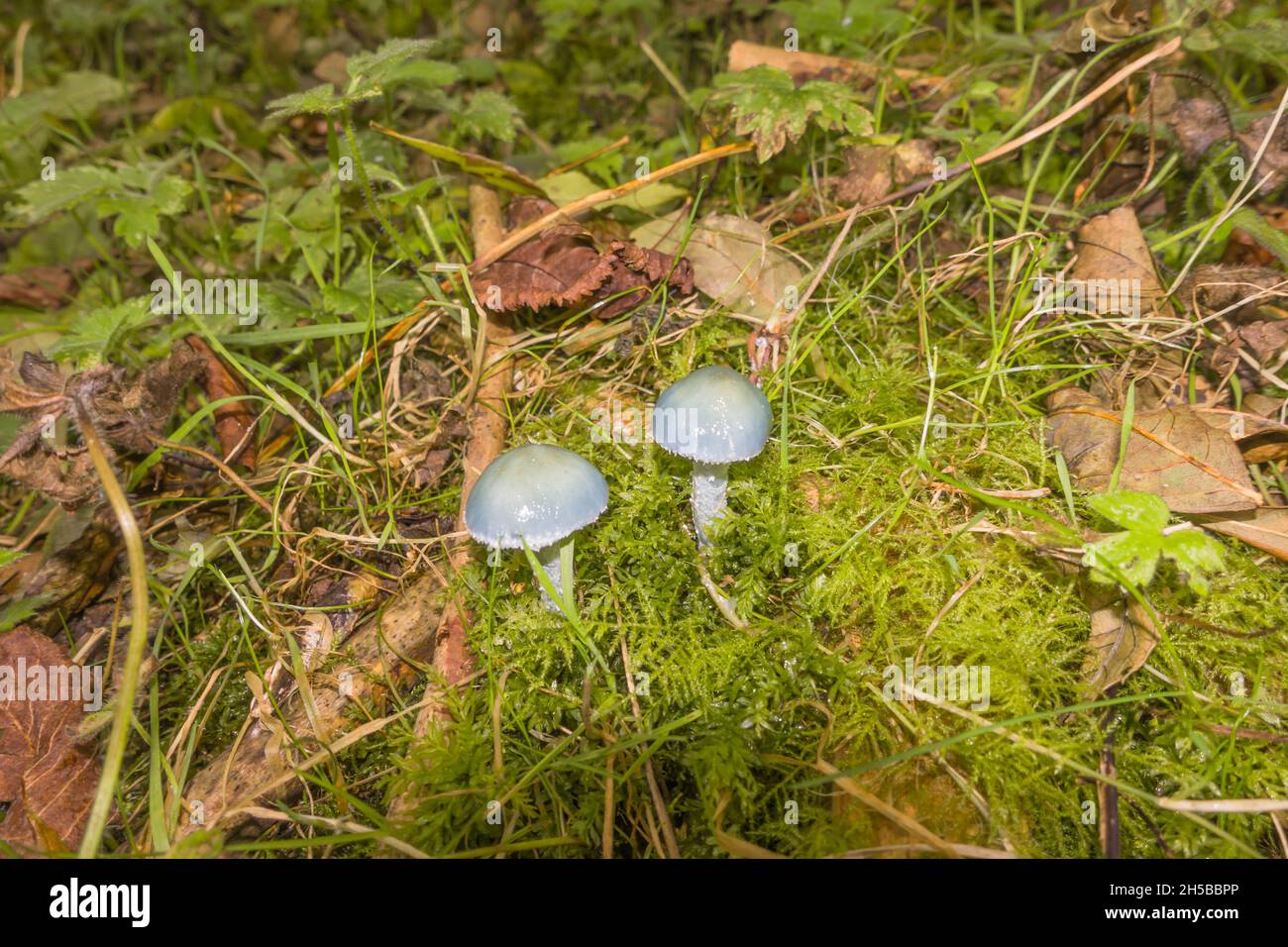 Blue roundhead fungi Stropharia aeruginosa (Strophariaceae) on a nature ...