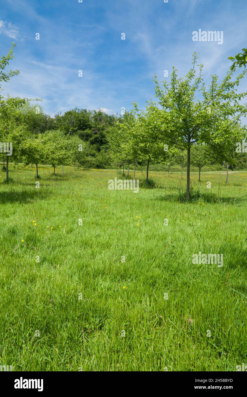 Aylestone park hi-res stock photography and images - Alamy