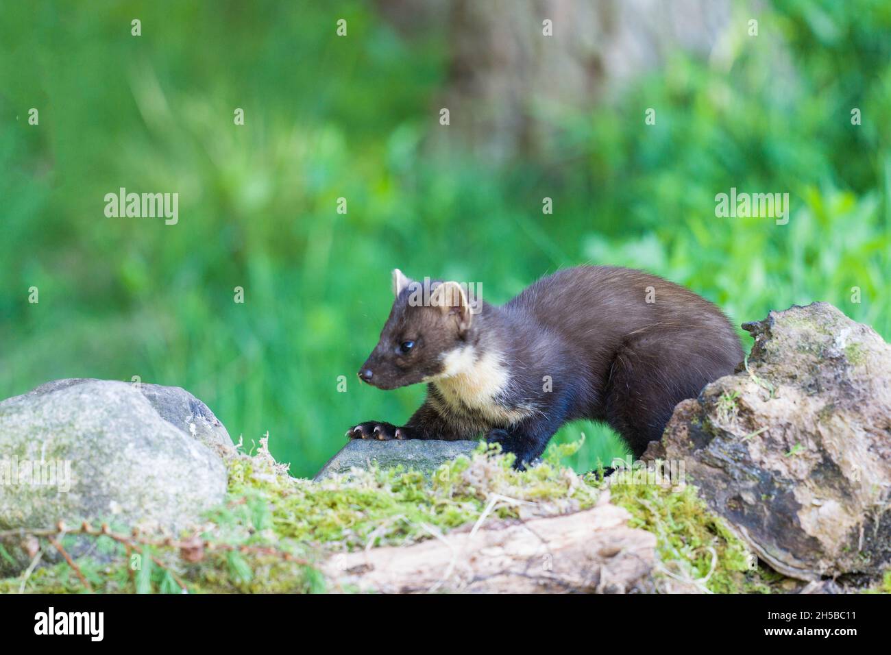 Baum Marten High Resolution Stock Photography and Images - Alamy