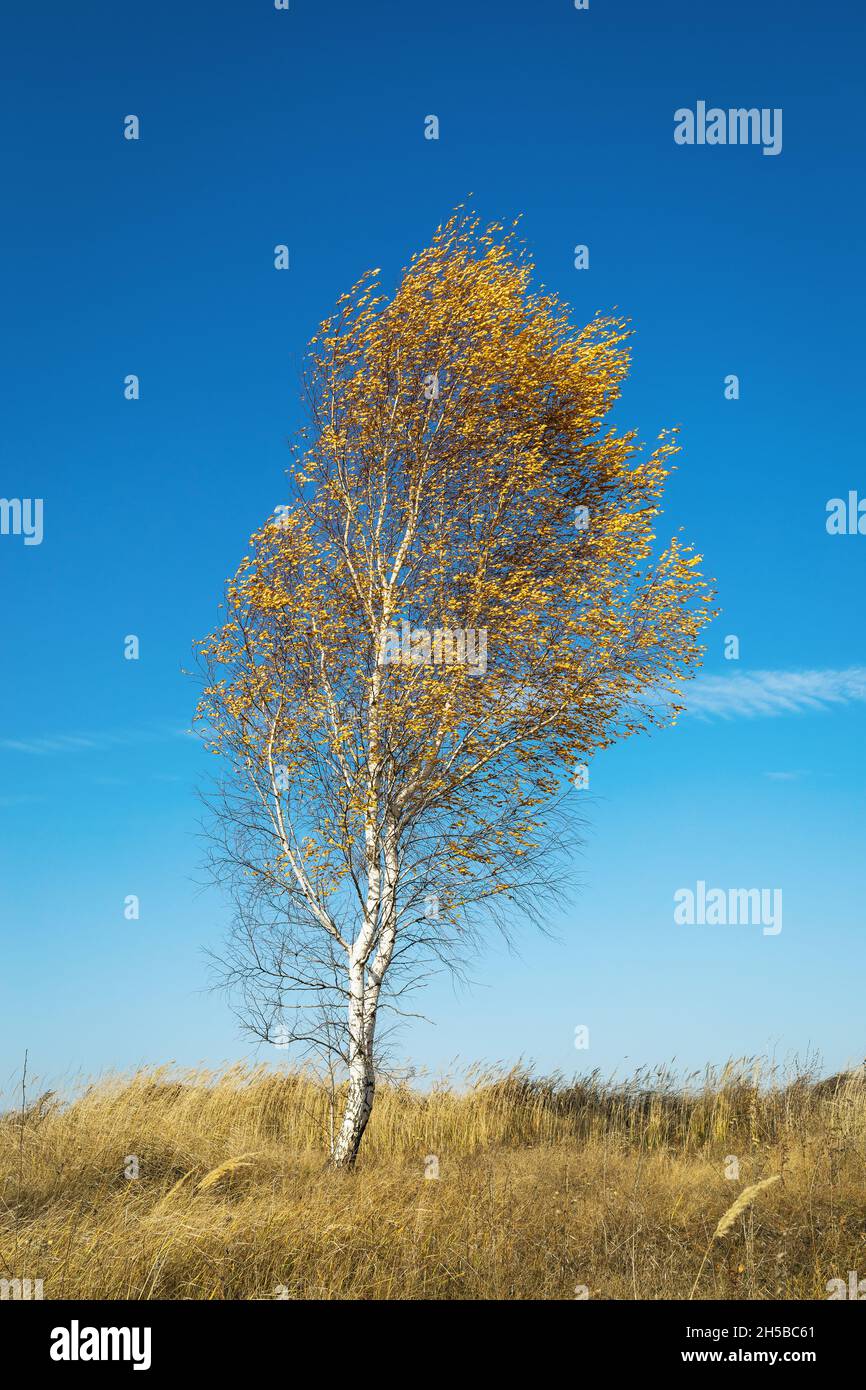 Gold birch hi-res stock photography and images - Alamy