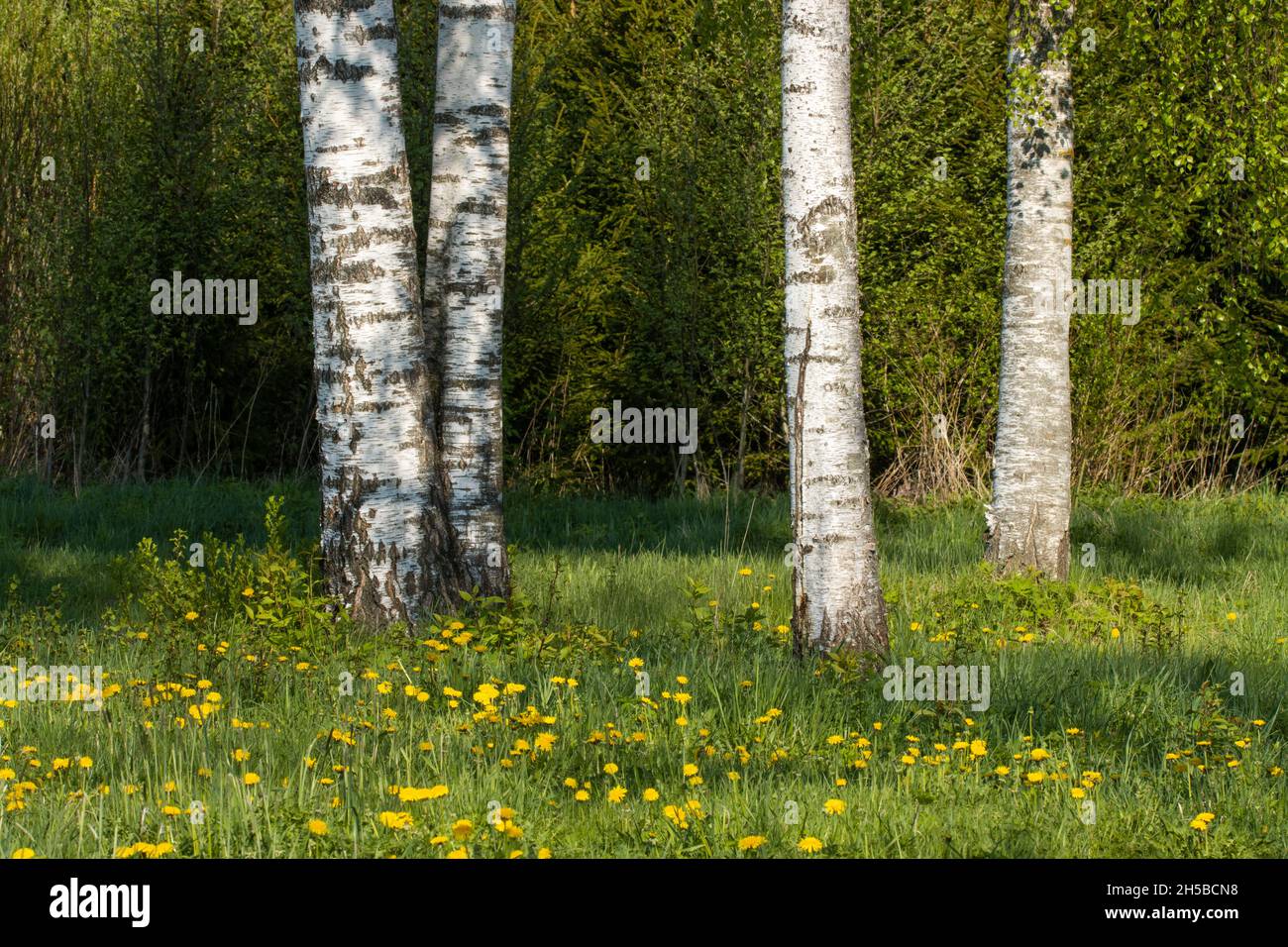 Silver birch trees in spring hi-res stock photography and images - Alamy