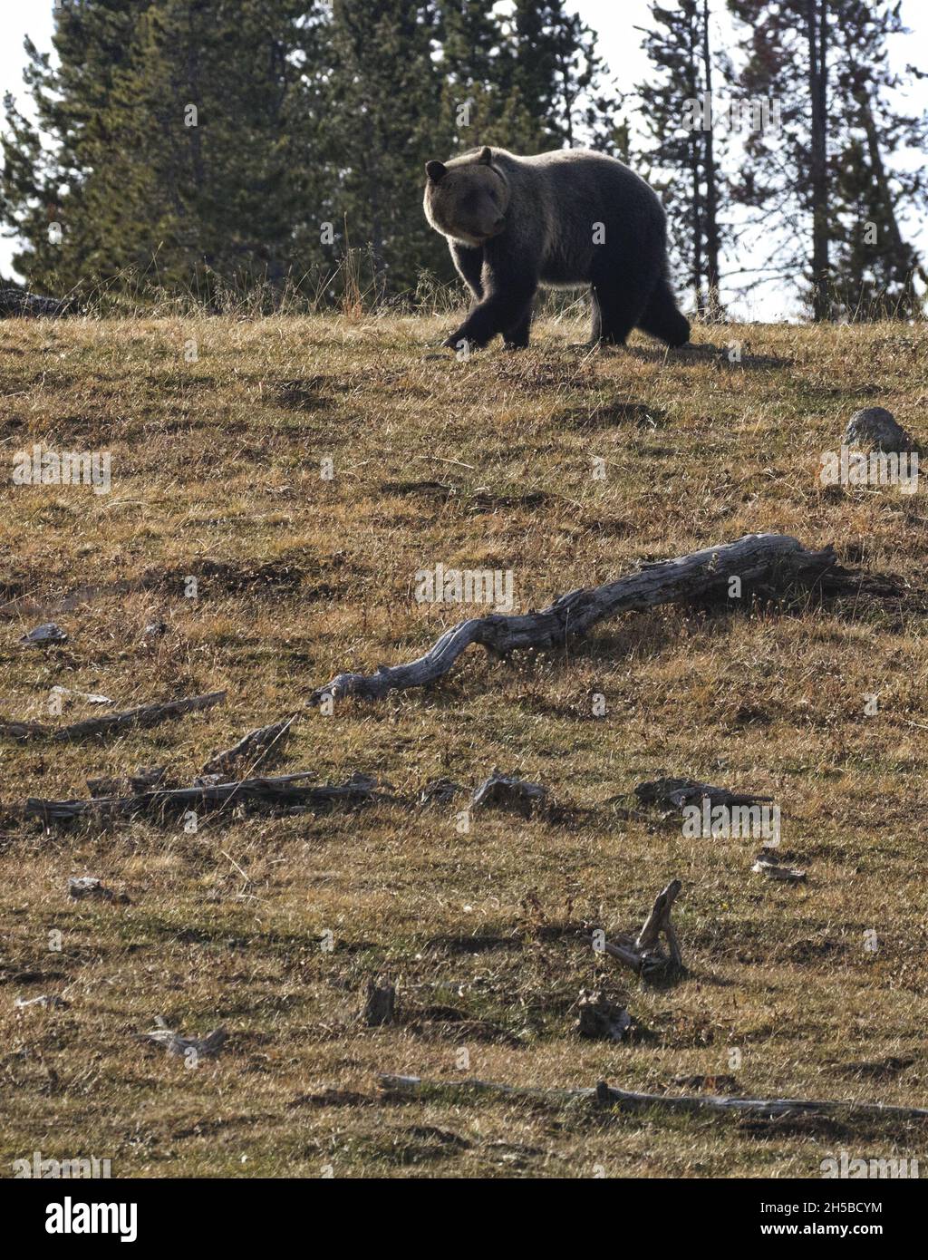 Golden grizzly bear hi-res stock photography and images - Alamy