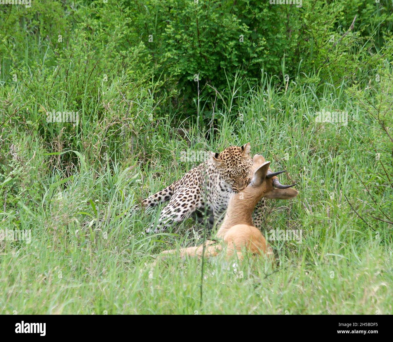 Leopard killing impala hi-res stock photography and images - Alamy