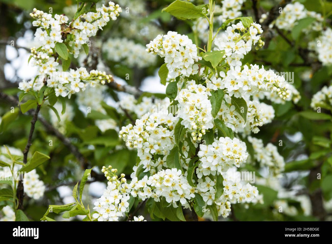 Bird cherry tree, Prunus padus blooming during a beautiful spring ...