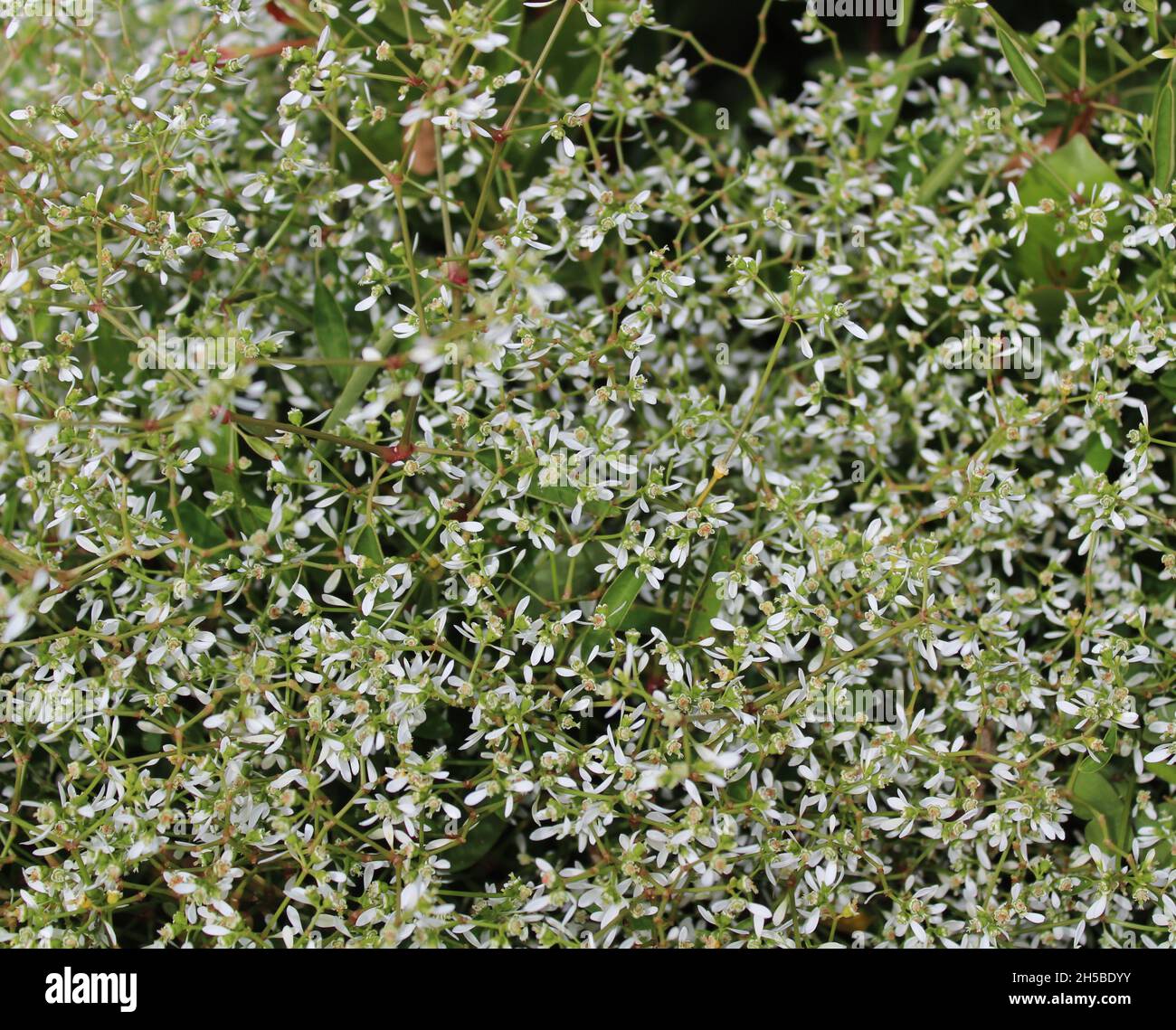 Sandmat hi-res stock photography and images - Alamy