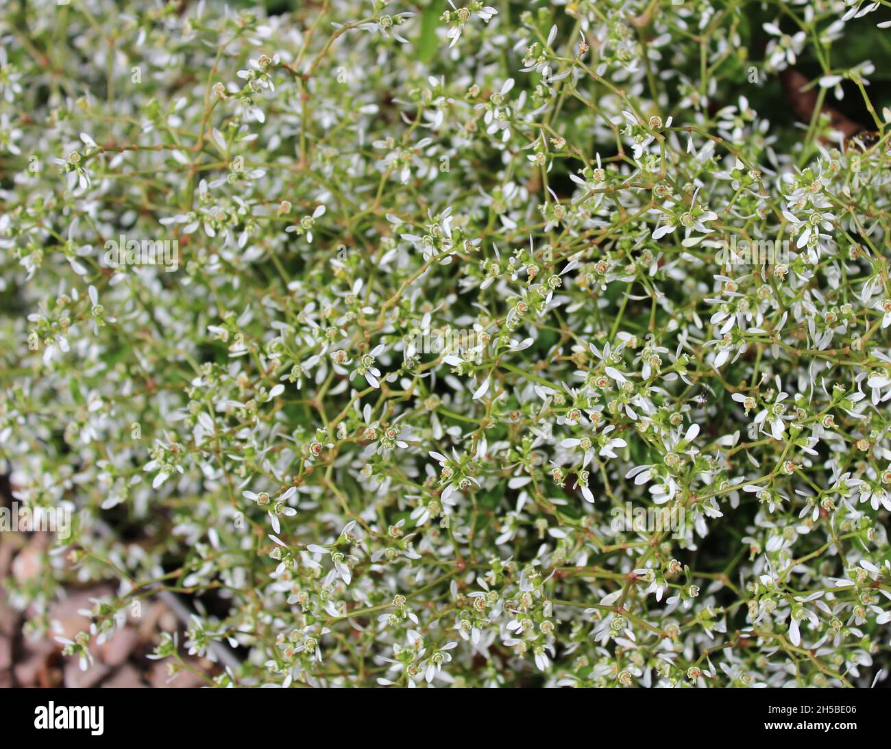 Sandmat hi-res stock photography and images - Alamy