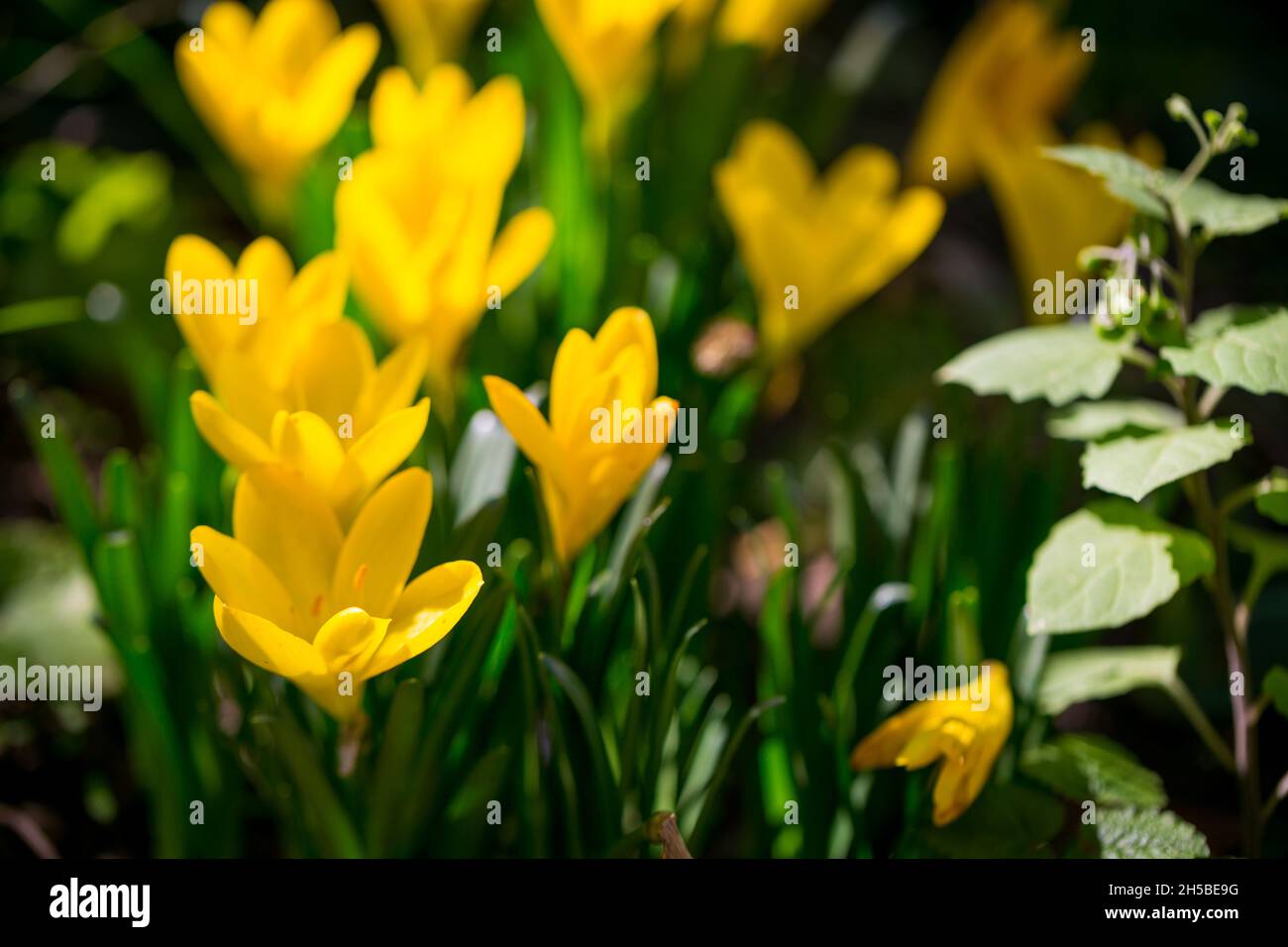 Autumn wild and garden flowers - yellow crocuses on a background of ...