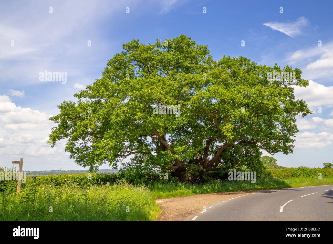 An ancient Quercus petraea Stock Photo - Alamy