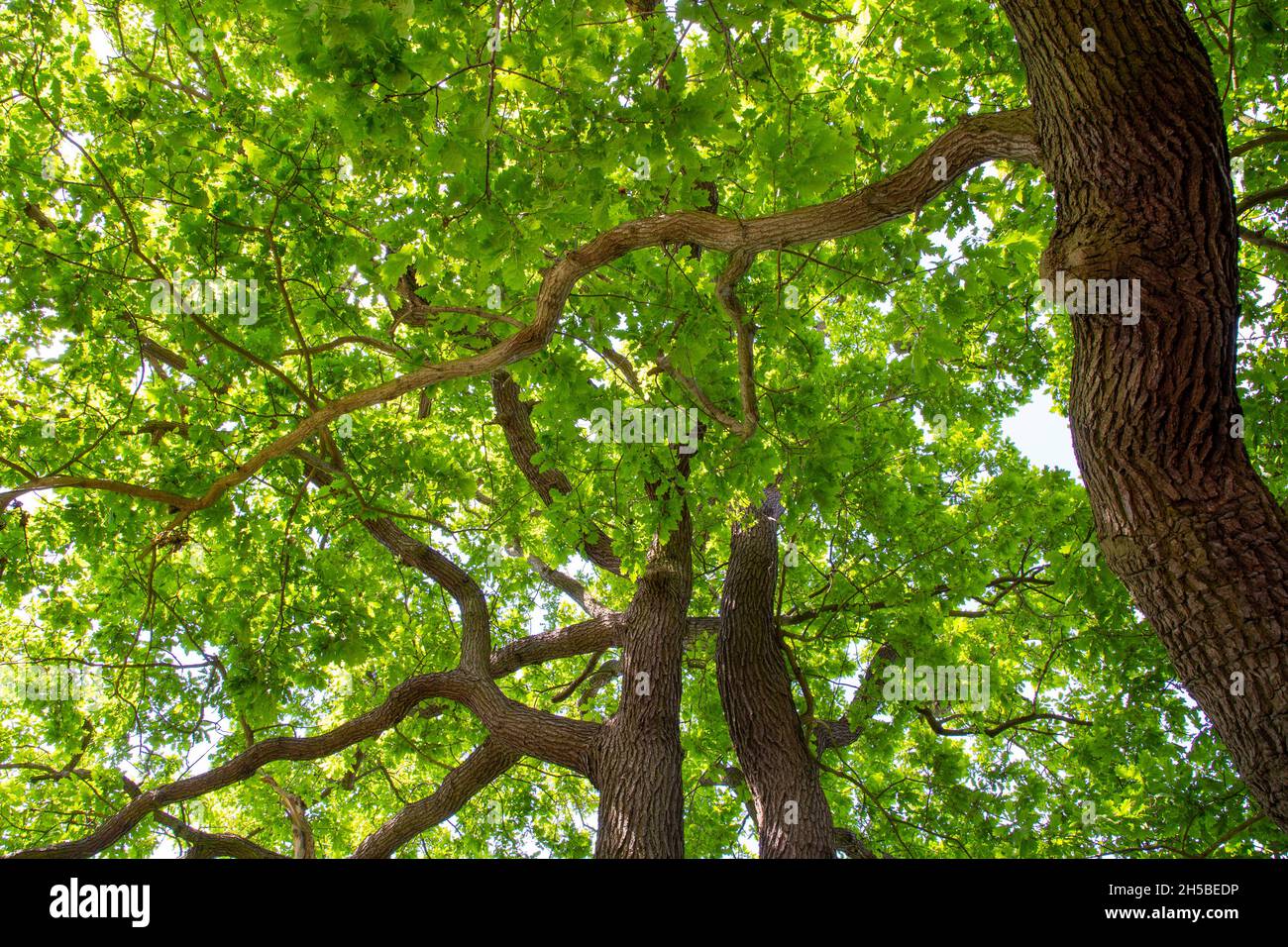 Quercus petraea crown Stock Photo - Alamy