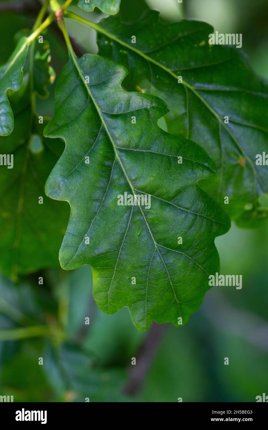 Quercus petraea leaf Stock Photo - Alamy