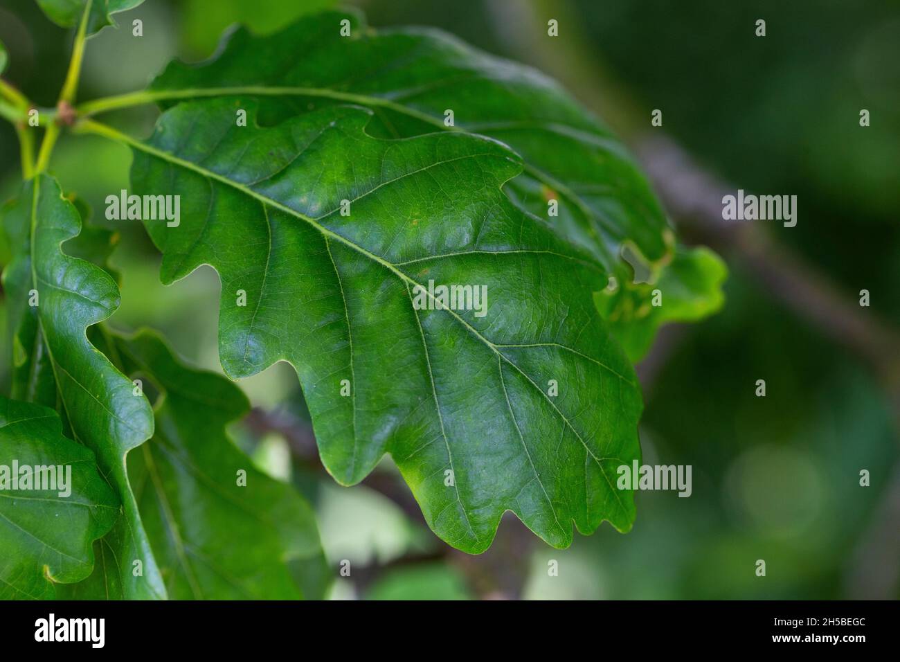 Quercus petraea leaf hi-res stock photography and images - Alamy