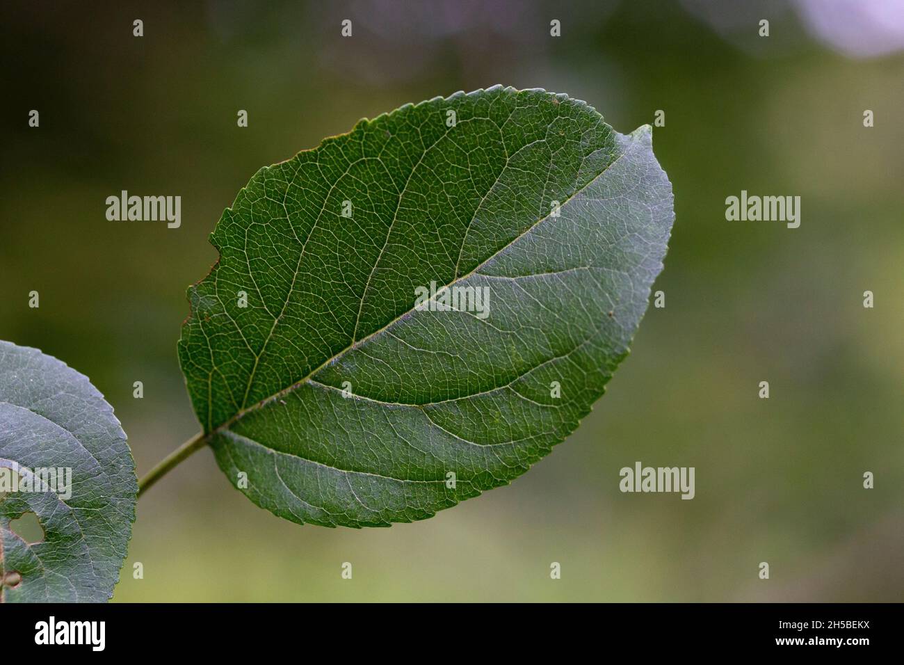 Malus sylvestris leaf Stock Photo - Alamy