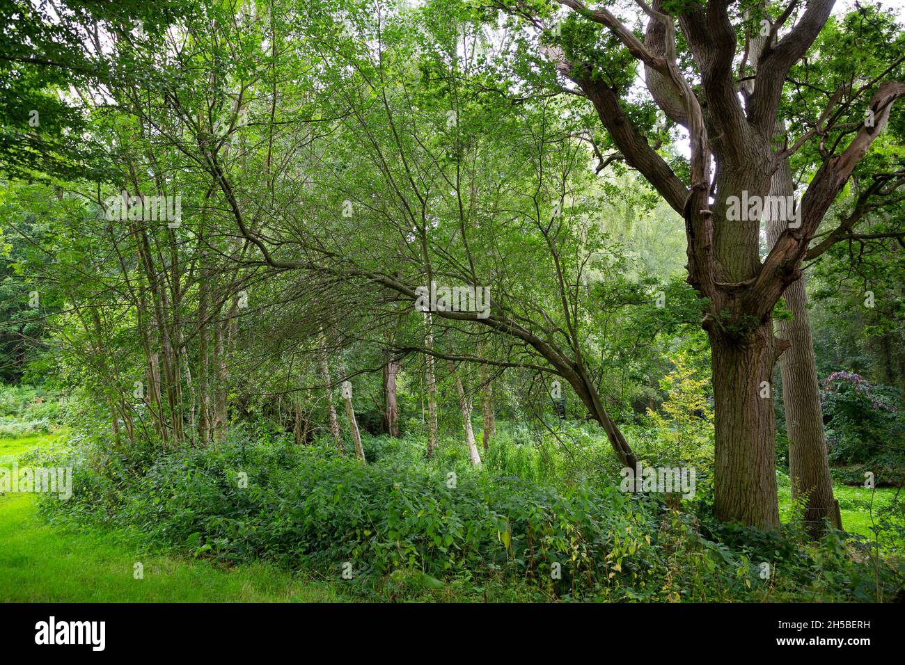 Malus sylvestris tree Stock Photo - Alamy