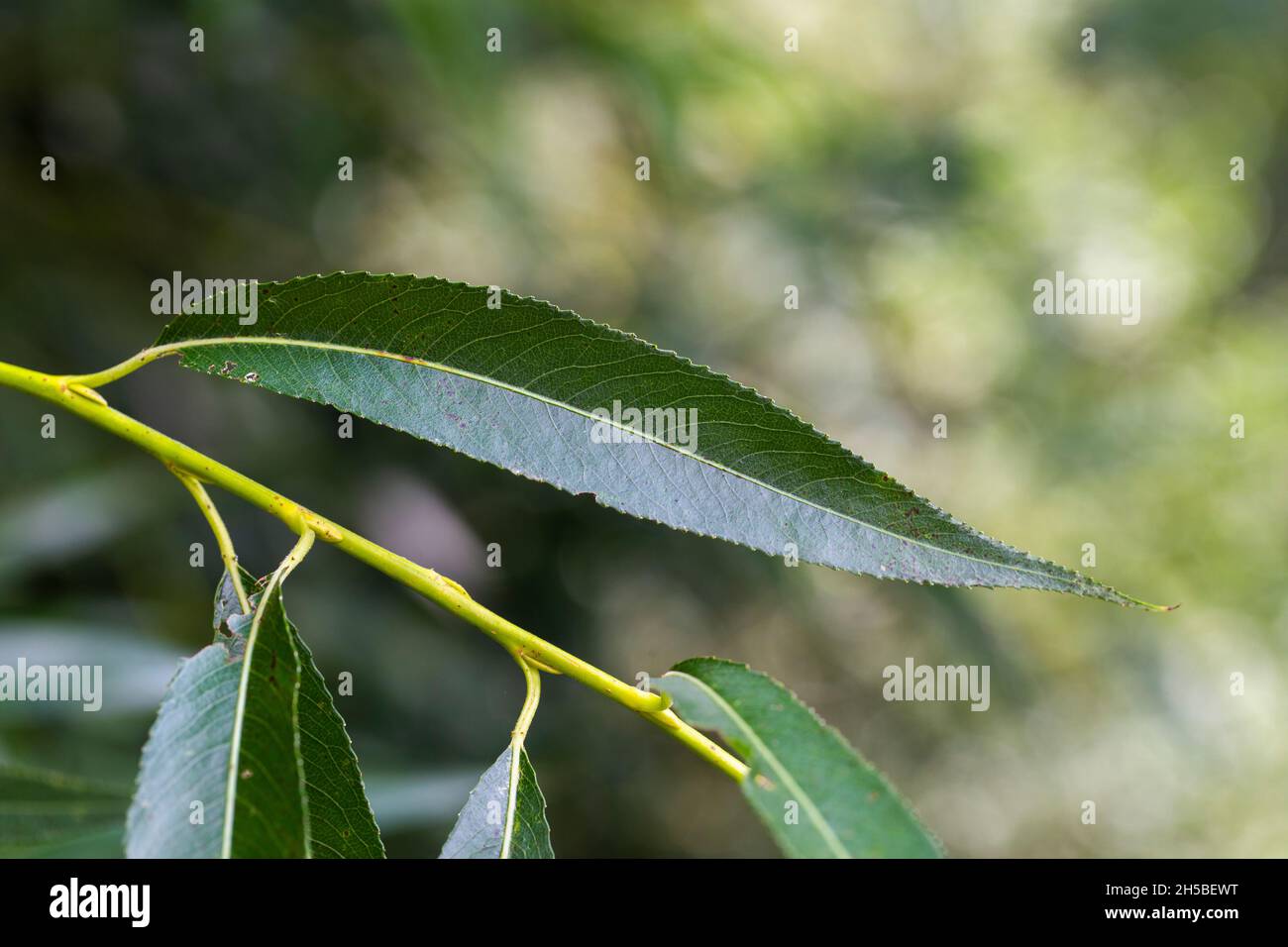 Salix fragilis leaf Stock Photo - Alamy