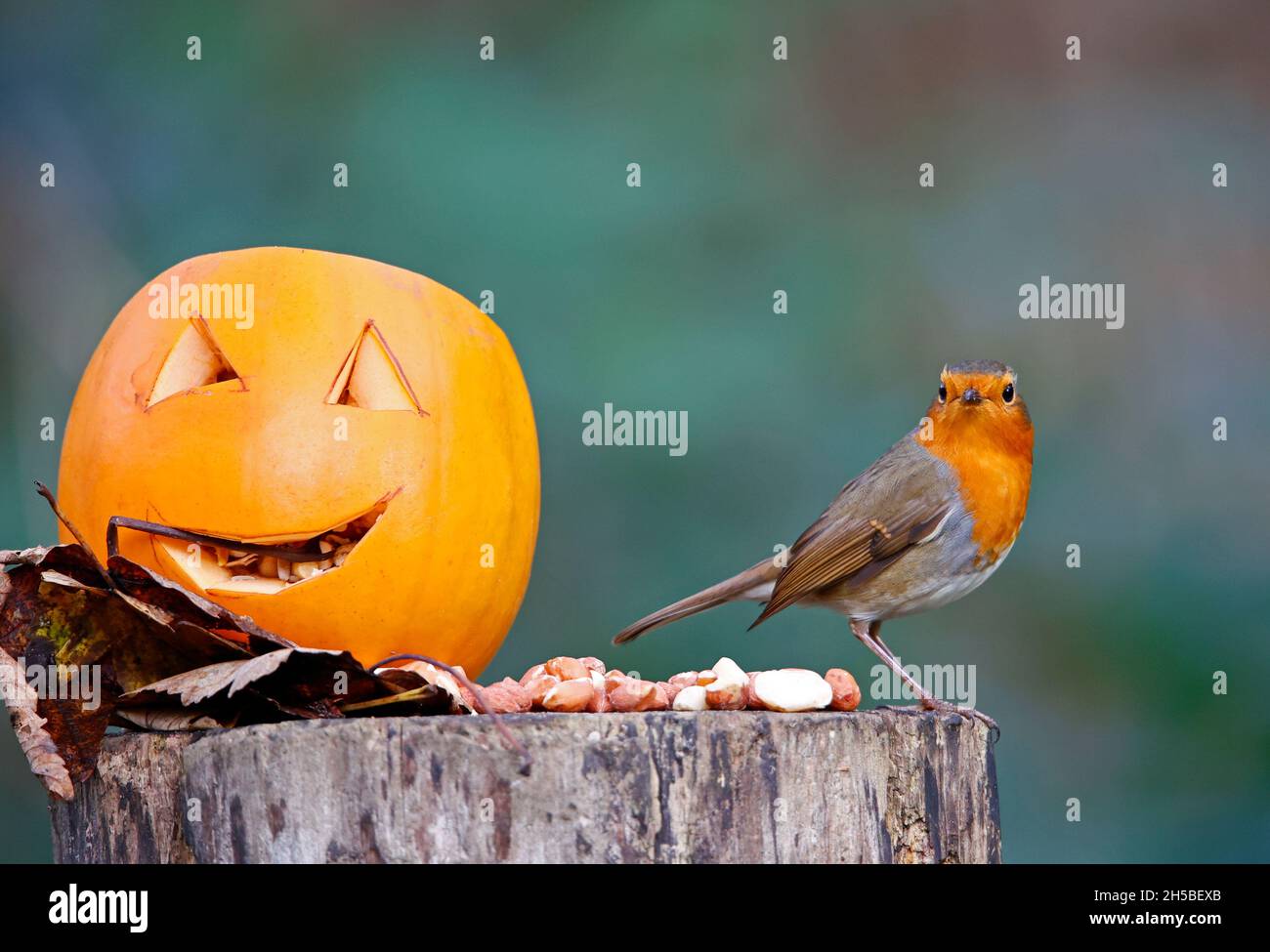 Robin bird images hi-res stock photography and images - Alamy