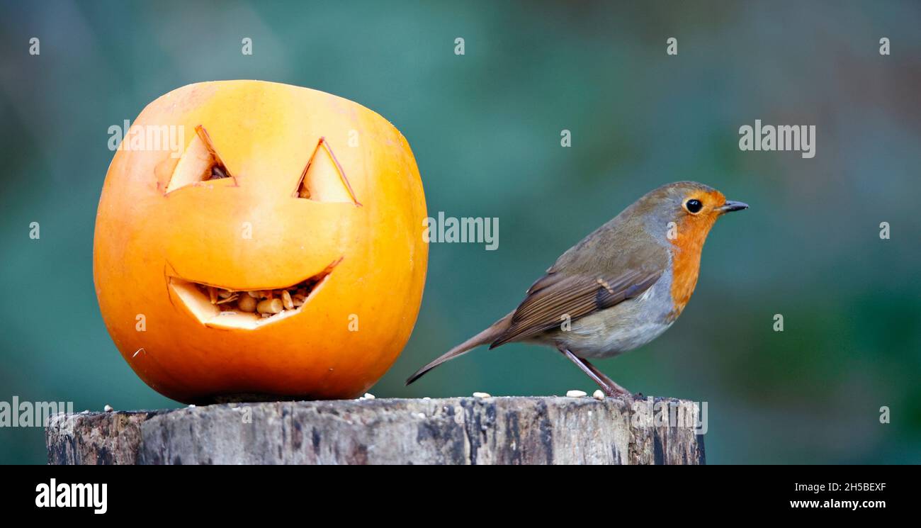 Feeding robin hi-res stock photography and images - Alamy
