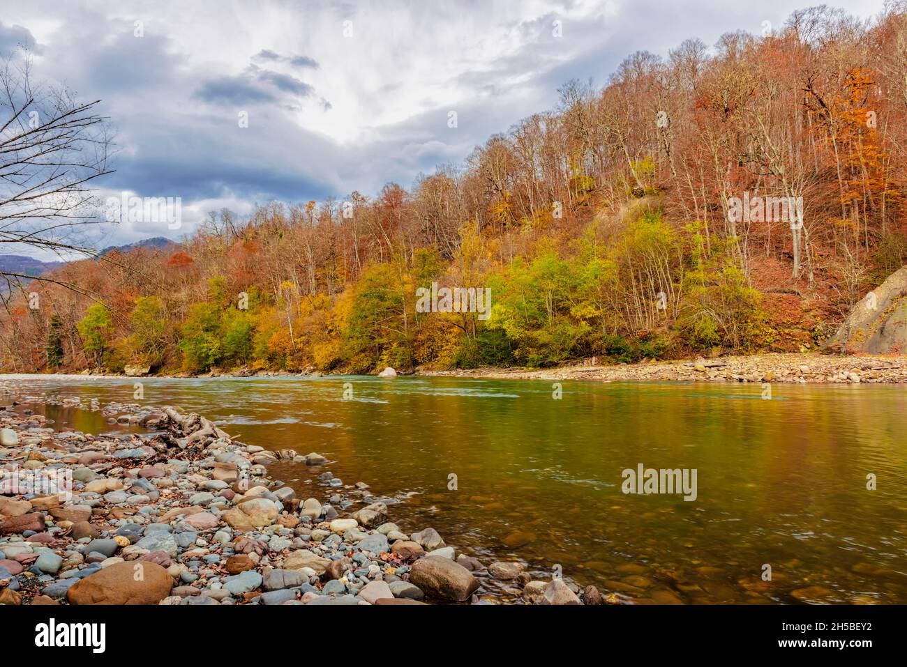 Forest on river bank hi-res stock photography and images - Alamy