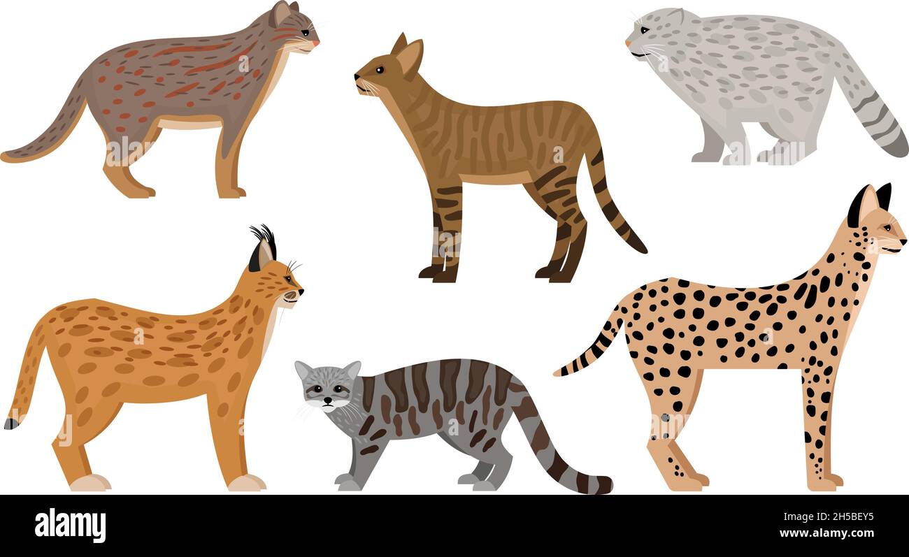 Realistic Cartoon Wild Cat