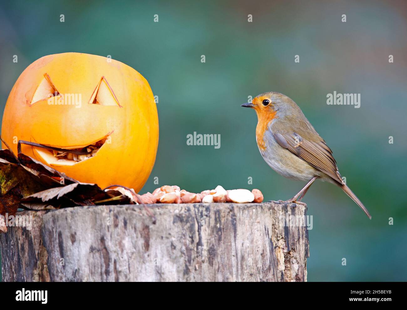 Photo of a robin hi-res stock photography and images - Alamy