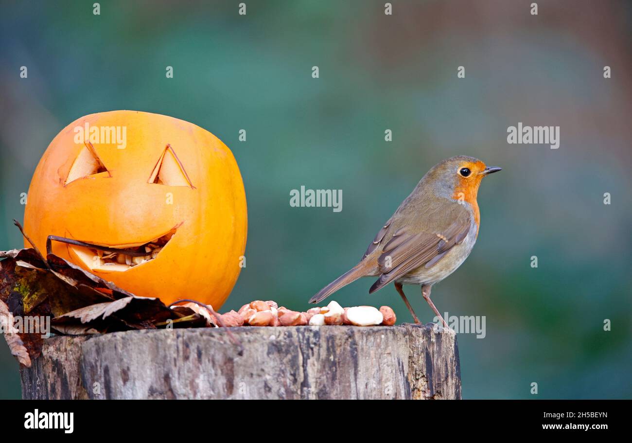 Photo of a robin hi-res stock photography and images - Alamy