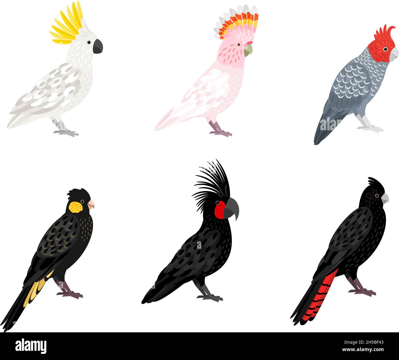 Parrots cockatoo. Cartoon tropical winged birds, parakeets with beaks ...