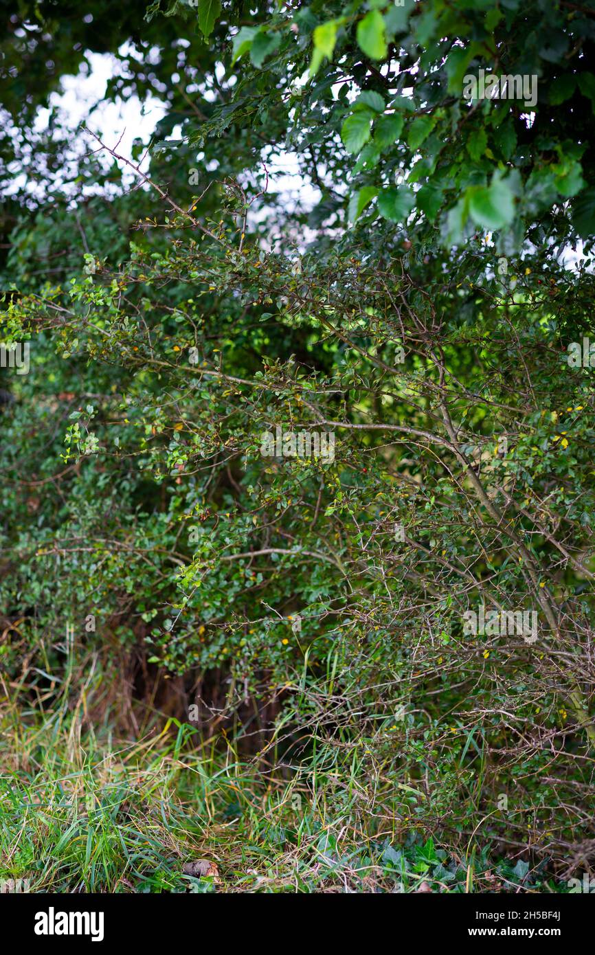 Crataegus laevigata in hedgerow Stock Photo - Alamy