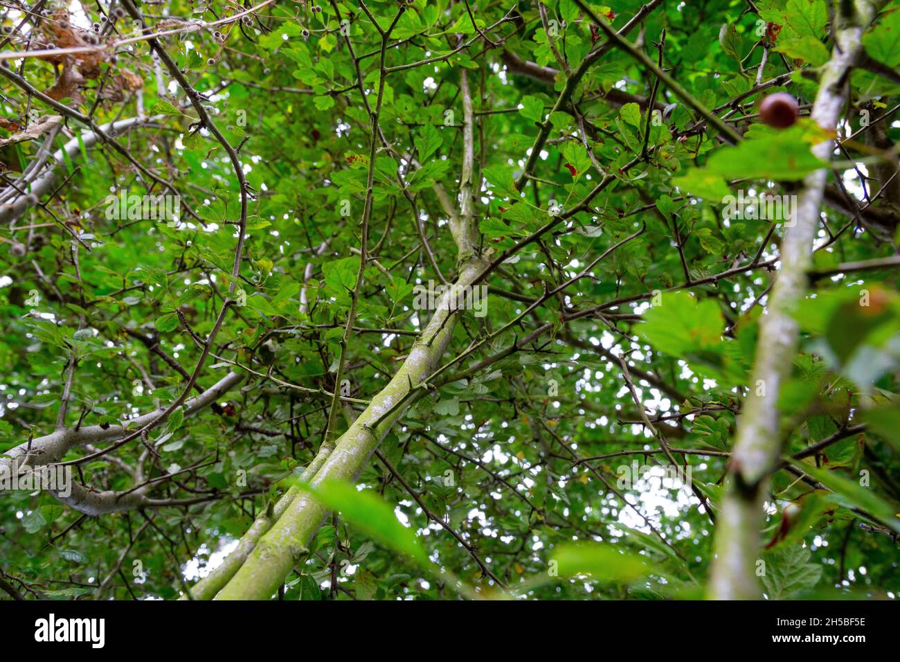 Crataegus laevigata crown Stock Photo - Alamy