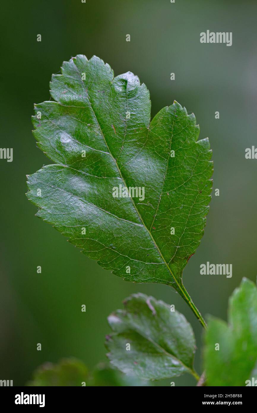 Crataegus laevigata leaf Stock Photo - Alamy