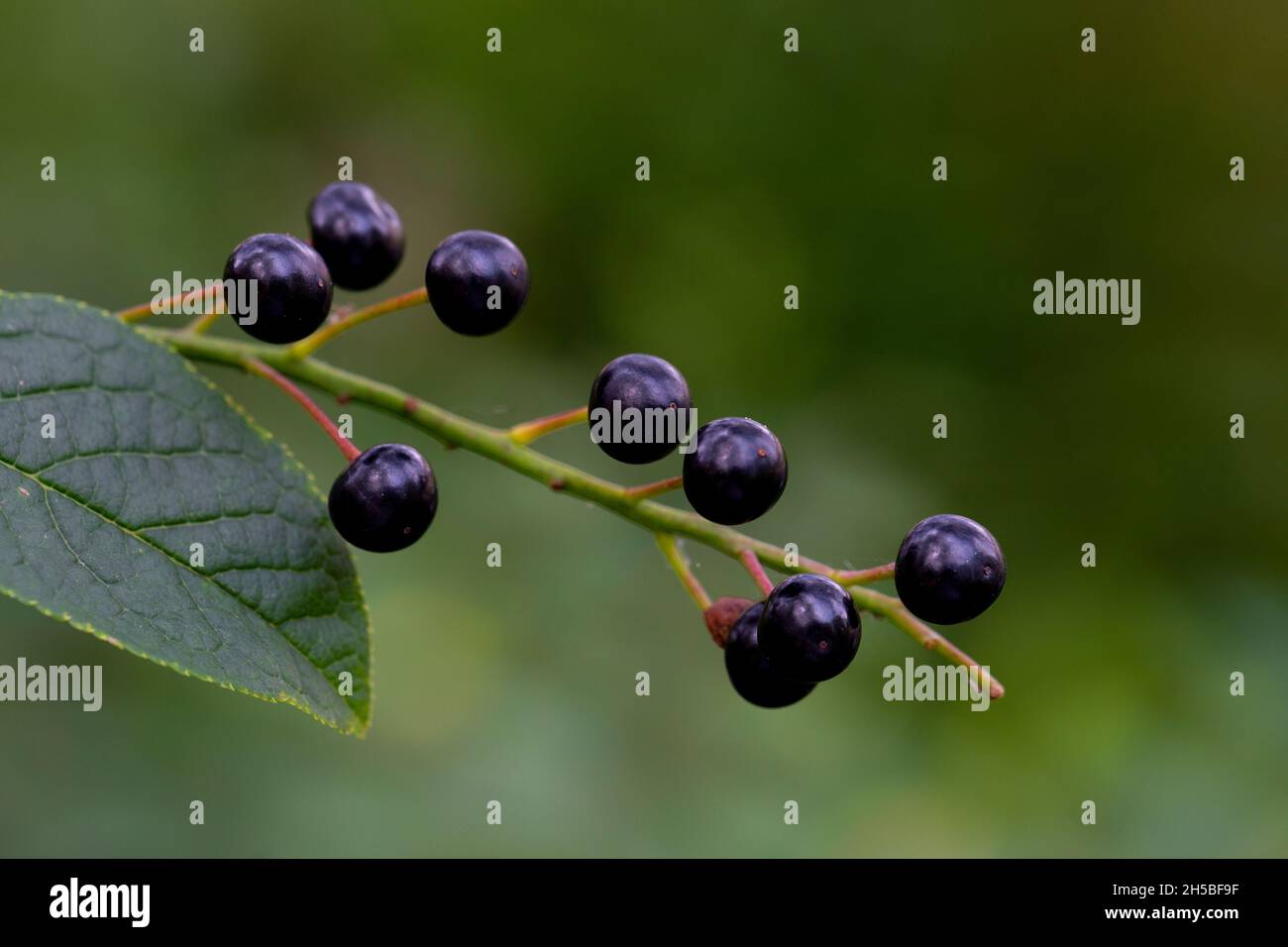 Prunus padus fruit Stock Photo - Alamy