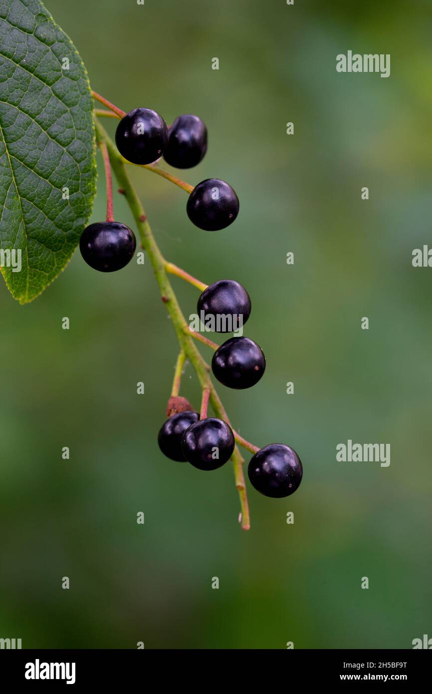 Prunus padus fruit Stock Photo - Alamy