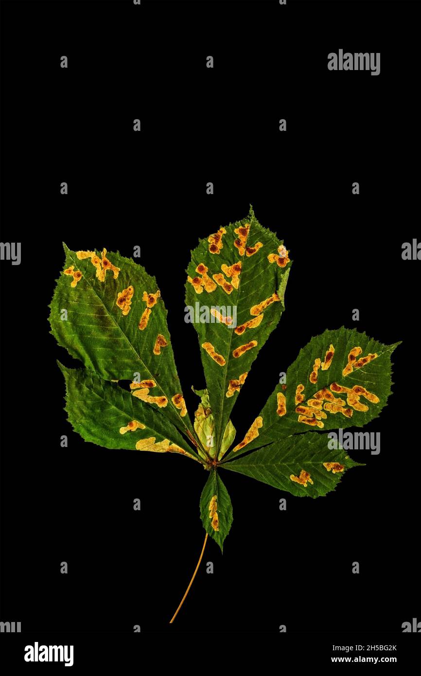 Horse Chestnut tree infested with leaf miner moth trails. damage to the ...
