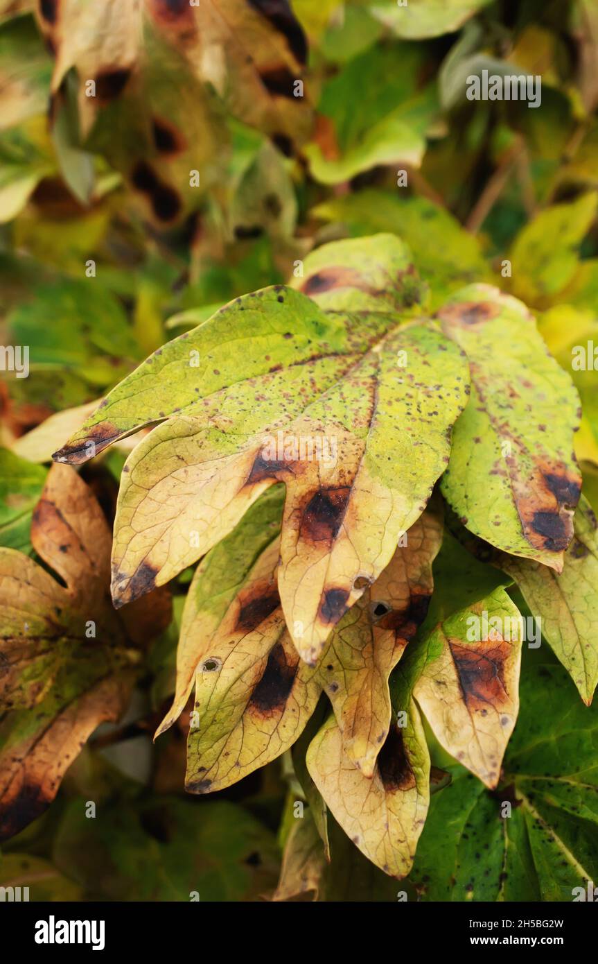Brown rot of garden peonies. Leaves of a tree-like peony with signs of ...