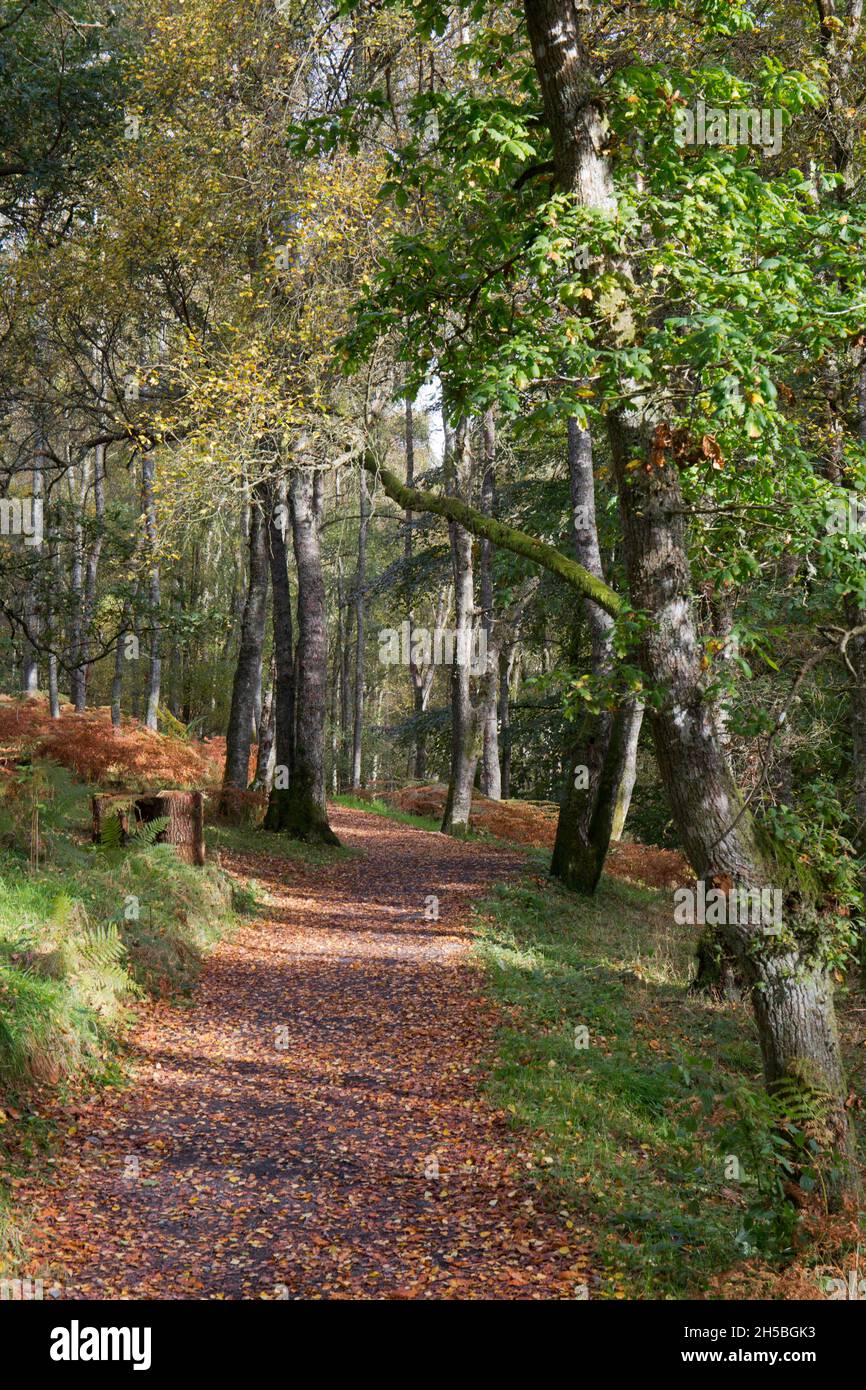 Autumn colours at Knock Hill, Crieff, Perthshire, Scotland Stock Photo ...