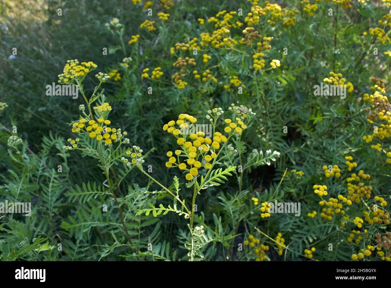 Tanacetum vulgare yellow inflorescence Stock Photo - Alamy
