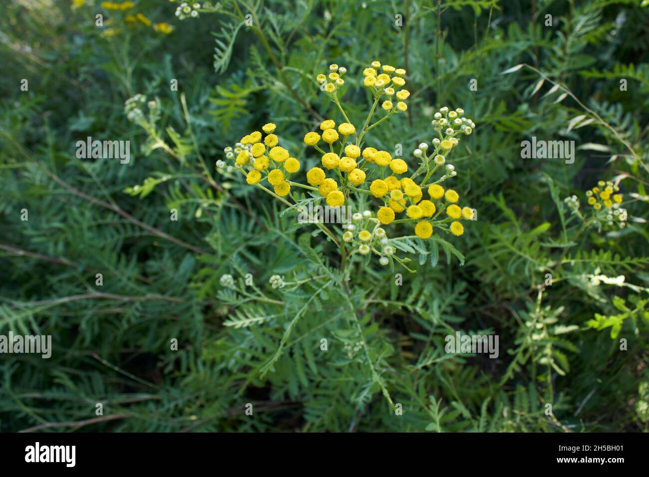 Tanacetum vulgare yellow inflorescence Stock Photo - Alamy