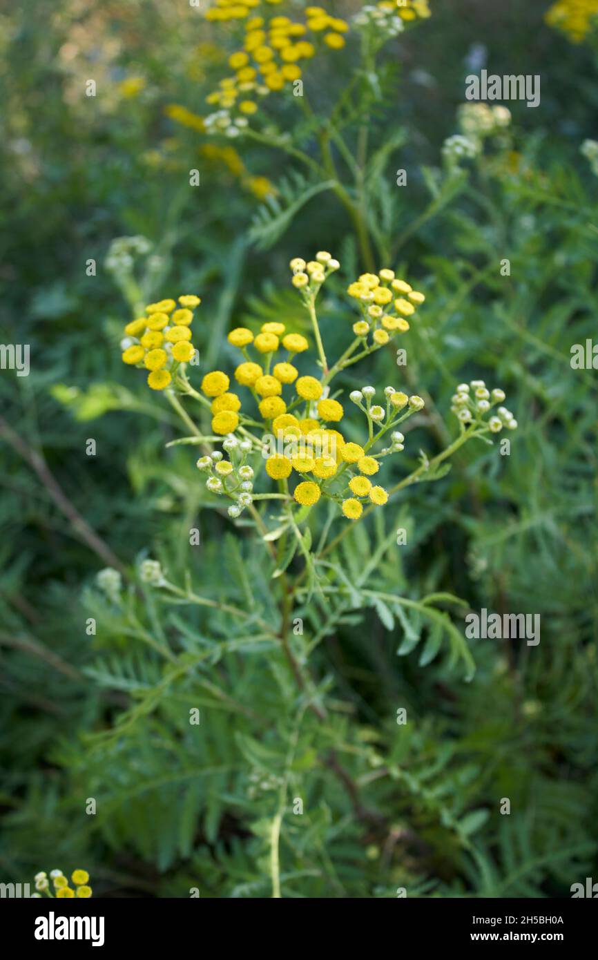 Tanacetum vulgare yellow inflorescence Stock Photo - Alamy