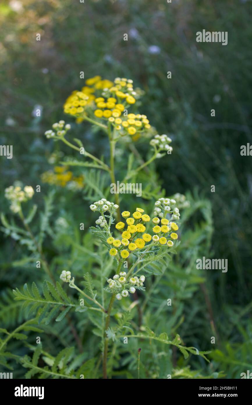Tanacetum vulgare yellow inflorescence Stock Photo - Alamy