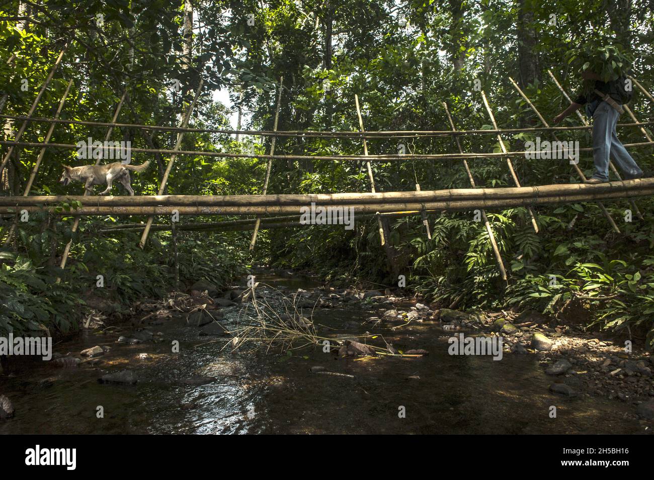 A Dayak farmer seen with his dog while crossing the bamboo bridge at ...