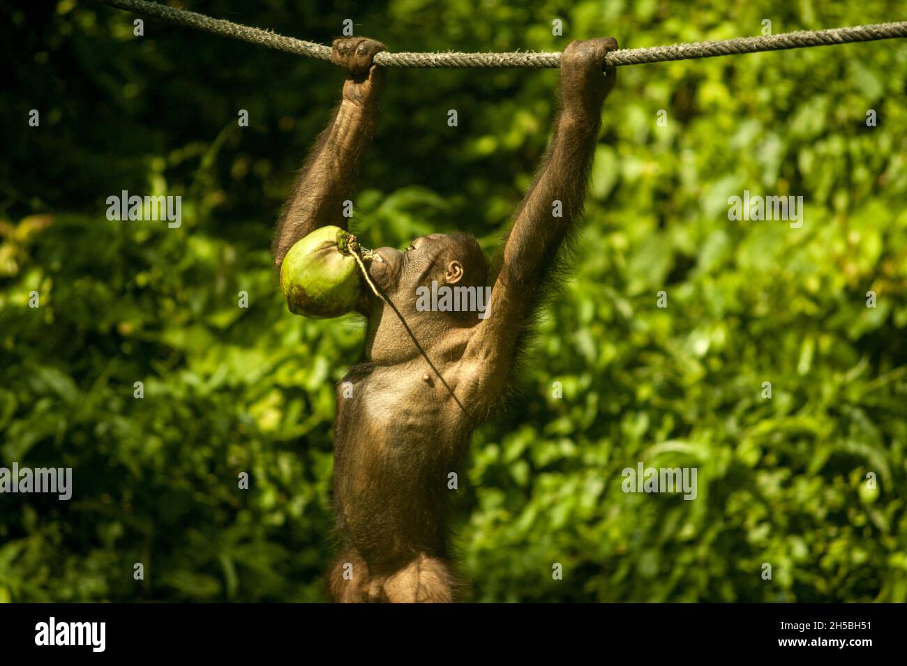 Bornean orangutan (Pongo pygmaeus) activities seen inside the forest of ...