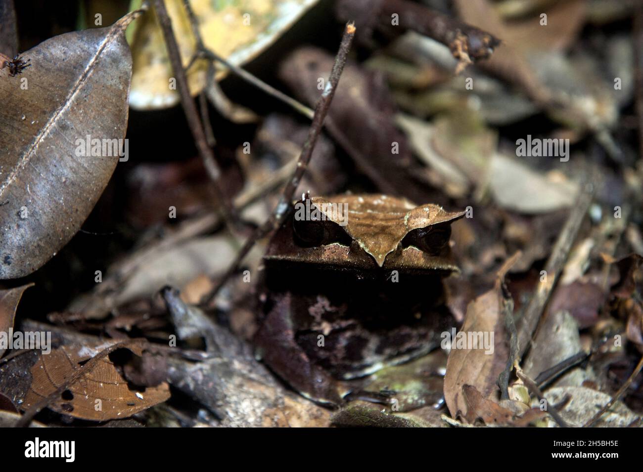 The long-noses horned frog (Megophrys nasuta) seen inside Kubah ...