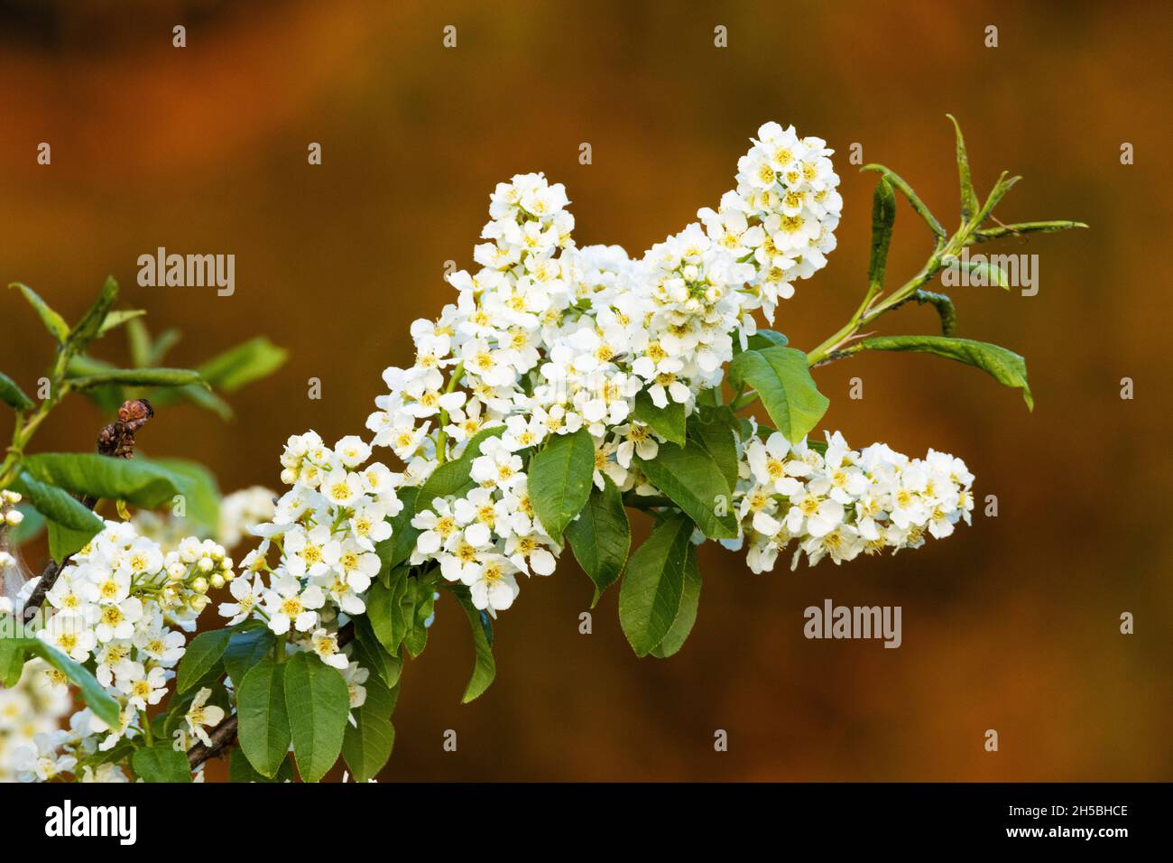 Bird cherry tree, Prunus padus blooming during a beautiful warm sunset ...